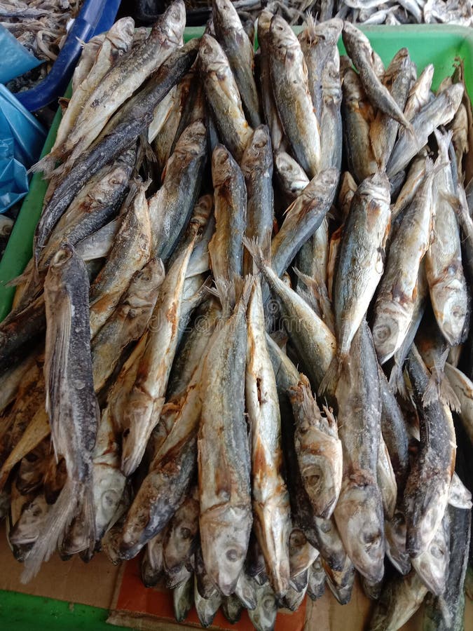 Poor Quality Pedo Salted Fish Stock Image - Image of cuisine, food ...
