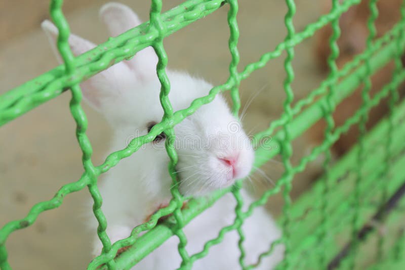 120 Trapped Rabbit Stock Photos - Free & Royalty-Free Stock Photos from ...