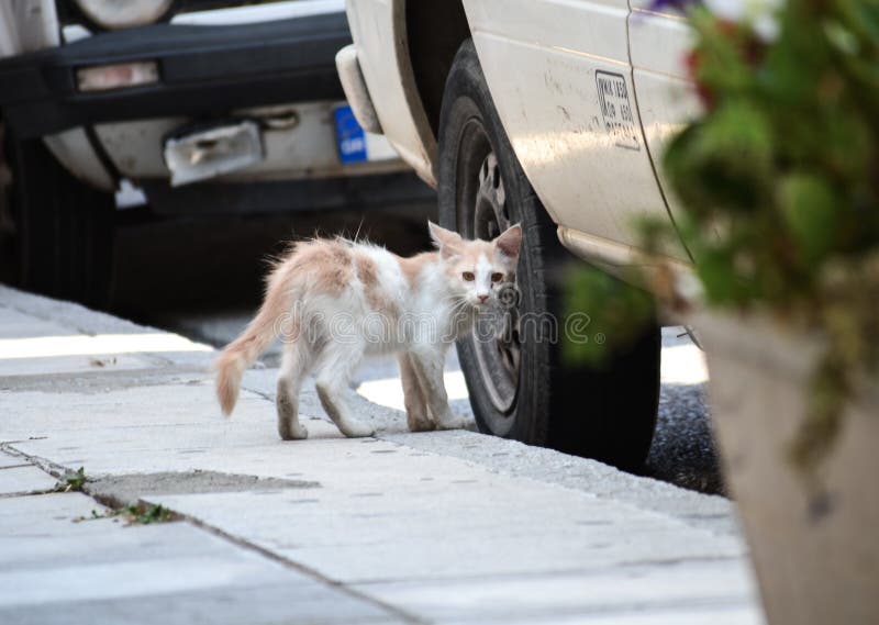 Poor and sick small cat stock photo. Image of animals - 76571034