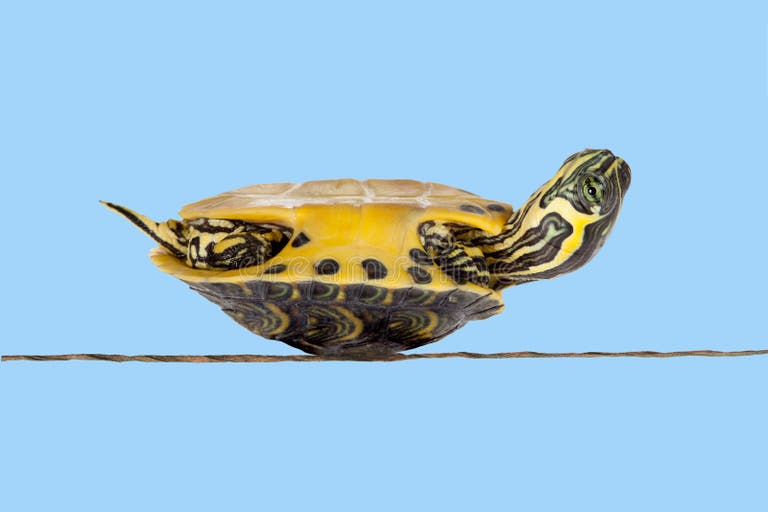 Poor sick turtle stock photo. Image of animal, speed - 17386016