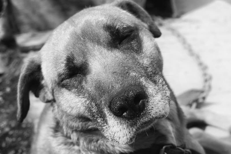 Poor Stray dog stock image. Image of depression, cute - 113718445