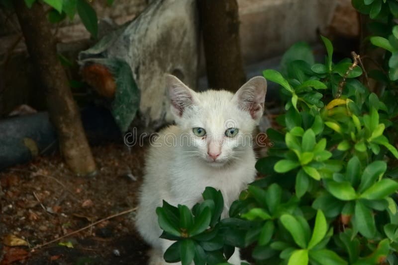 Living alone stock photo. Image of feline, closeup, lonely - 157796264