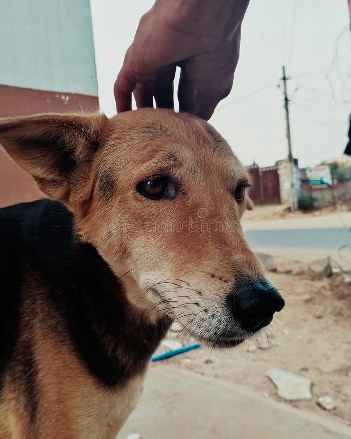 Poor Street dogs stock photo. Image of mammal, dogs - 266616100