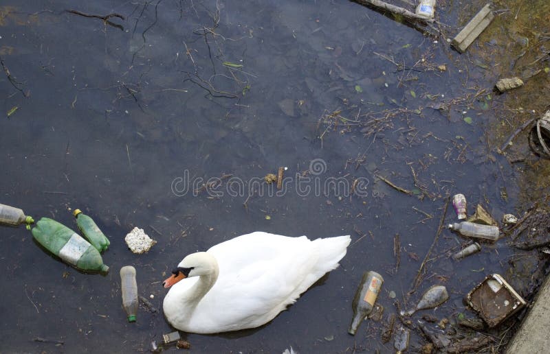 Poor swan stock photo. Image of environment, swim, waste - 648404