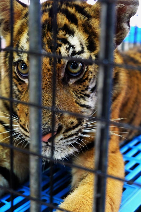 Tiger in the poor. stock photo. Image of bengal, animals - 67950038