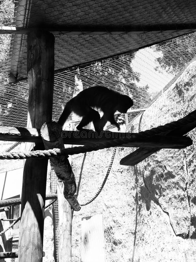 Poor Monkeys are Trapped in Cages at the Zoo Stock Photo - Image of ...