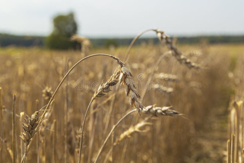 Poor Wheat Harvest. Dried Wheat Fields.Wheat Bad Harvest Stock Image ...