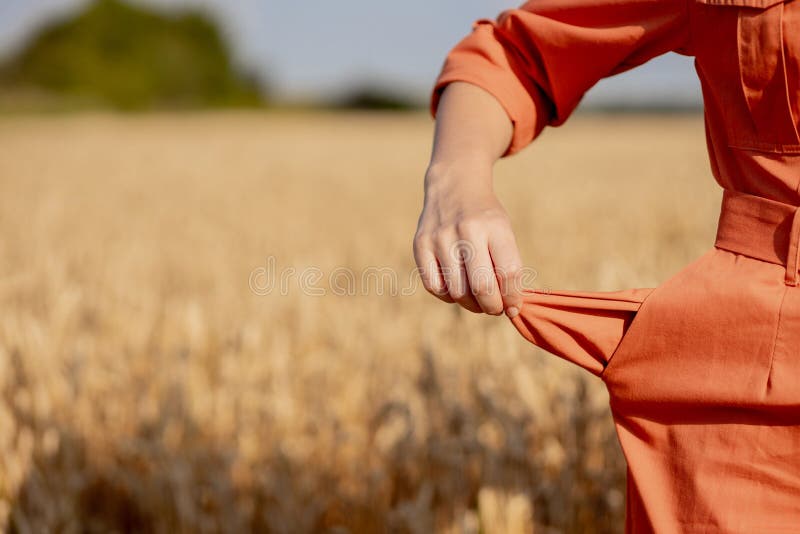 Poor Wheat Harvest. Lack of Grain Stock Photo - Image of agribusiness ...