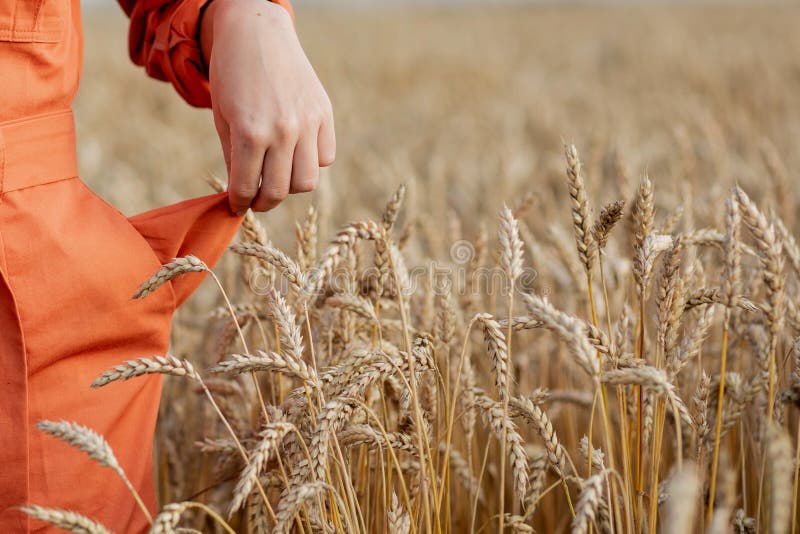 Poor Wheat Harvest. Dry Cracked Clay in Corner of Wheat Field Stock ...