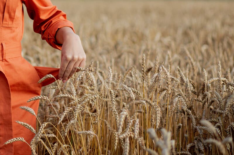Poor Wheat Harvest. Dried Wheat Fields.Wheat Bad Harvest Stock Image ...