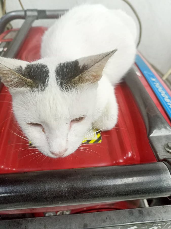 Poor White Cat stock image. Image of cats, poorcat, white - 261899771