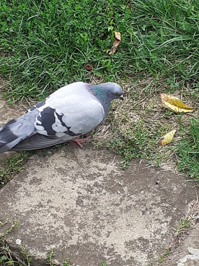 Poor wild bird stock image. Image of waterbird, leaf - 231711983