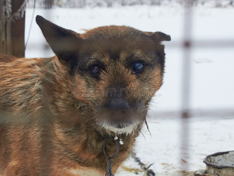 A Poor Yard Dog with Sad Eyes Sits in the Cold Behind Bars. Ill ...