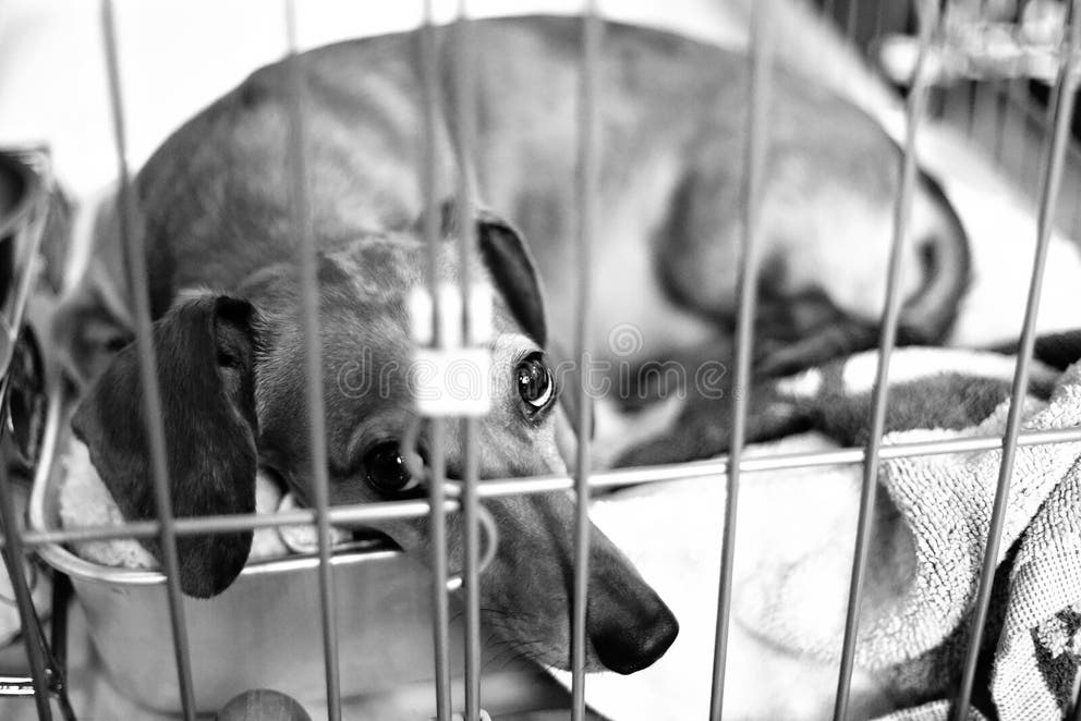 Poorly Dog stock photo. Image of mammal, door, staring - 19928098