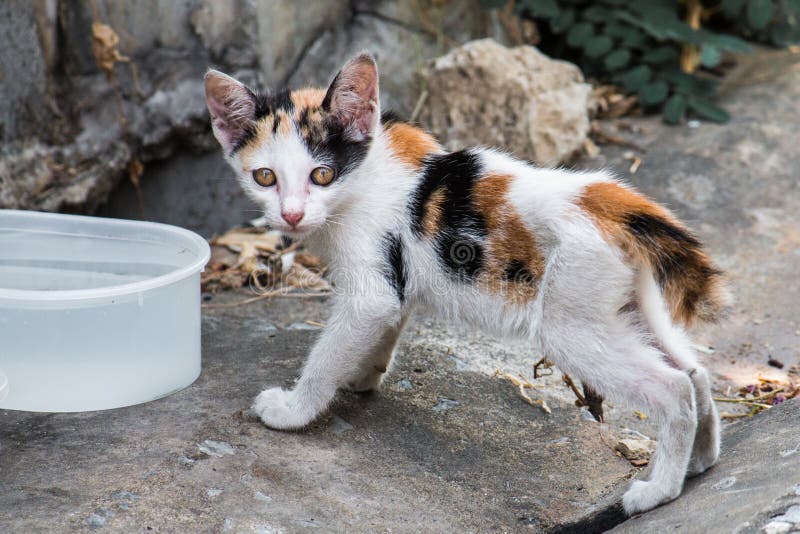 Poorly kitten stock photo. Image of calico, animal, themes - 39424912