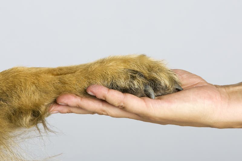 Poot Van Een Hond Van Ras Een Rottweiler Stock Foto - Image of ...