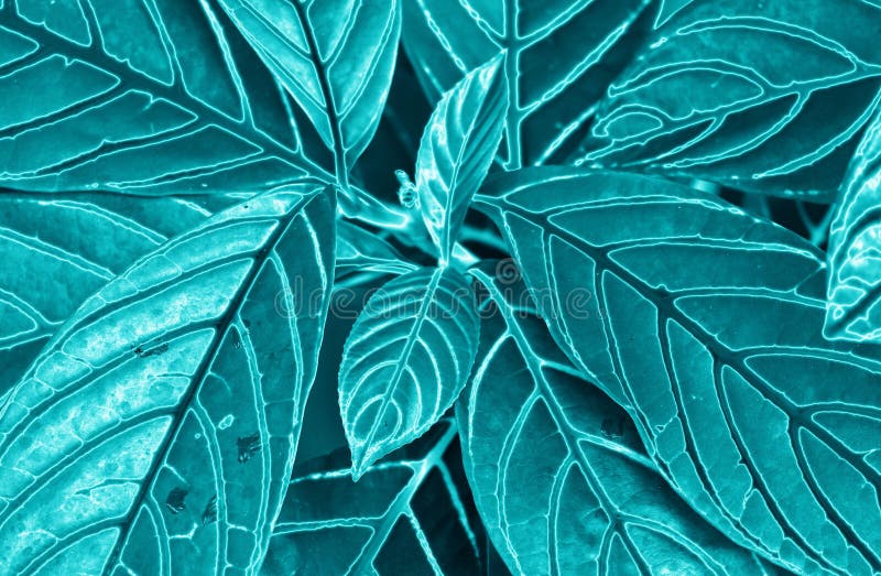 Surreal Style Gradient Turquoise Blue Colored Plant Leaves Stock Image ...