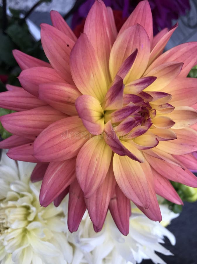 Pop of color flower stock image. Image of flower, purple - 119733563