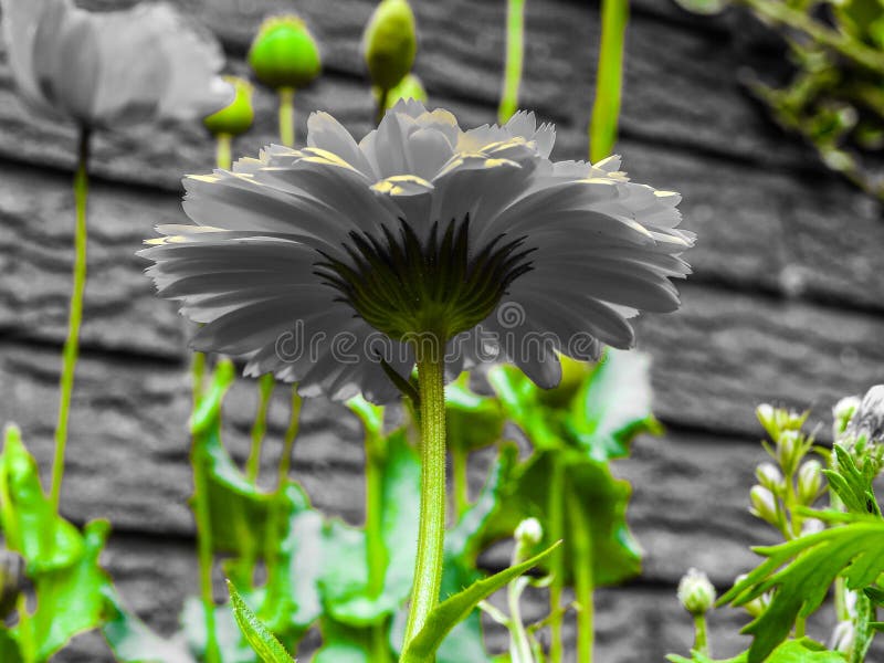 Pop colour grey green stock image. Image of petals, flowers - 253147313