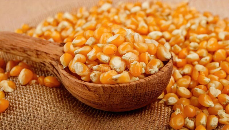 Pop Corn or Popcorn Seed or Seeds is a Variety of Corn Kernel Which ...