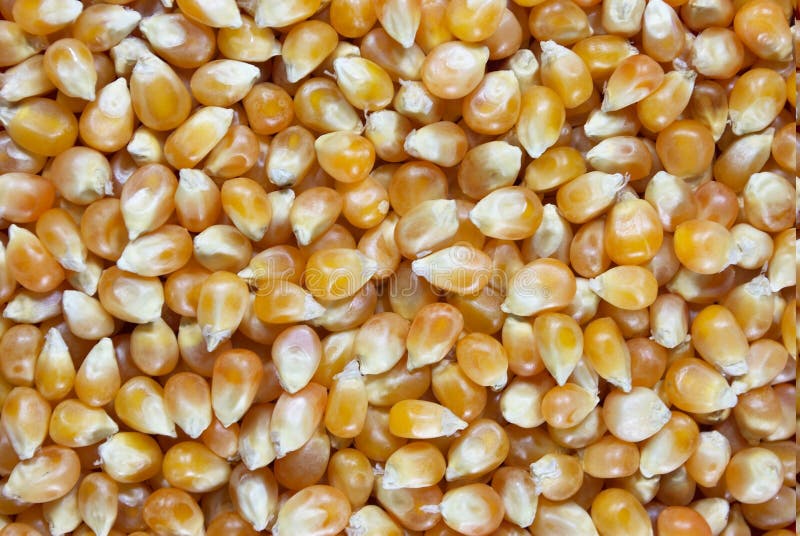 Pop Corn Seed stock image. Image of entertainment, kernel - 16653871