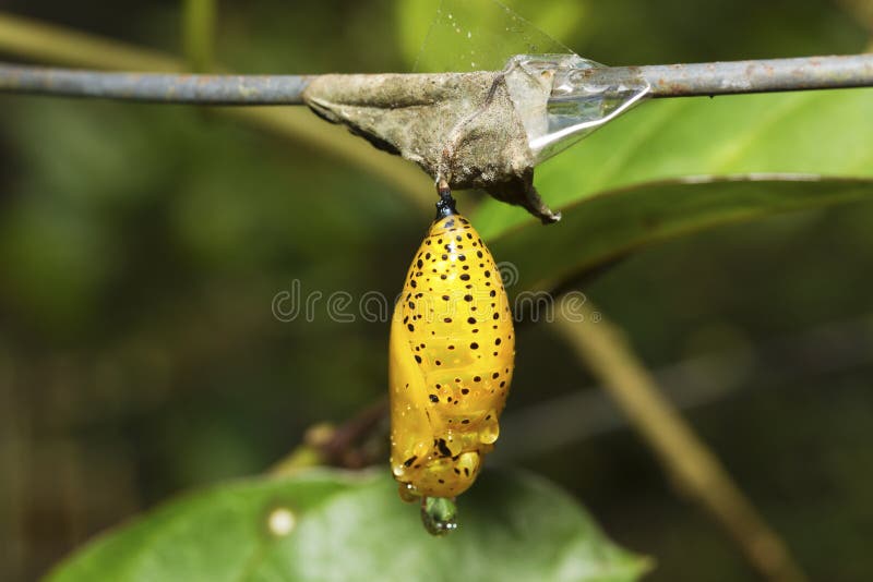 Pop van vlinder stock foto. Image of poppen, groen, entomologie - 38717556