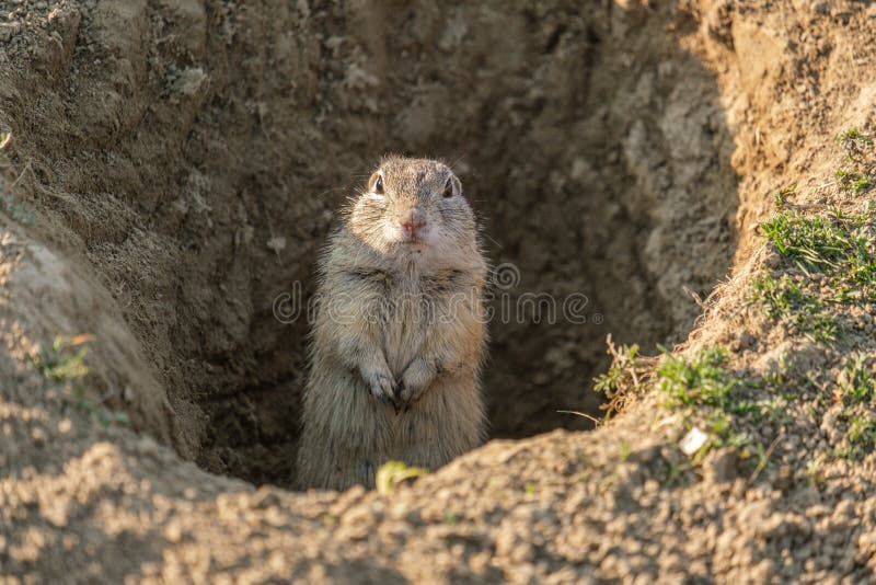 Popandau European - European Ground Squirrel - Spermophilus Citellus ...