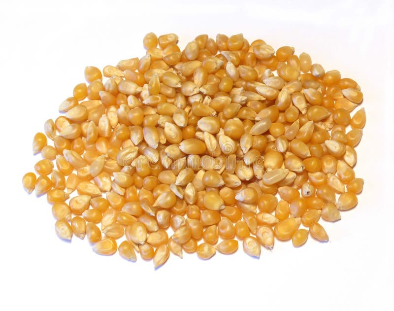 Popcorn stock photo. Image of shapes, agriculture, grains - 3980334