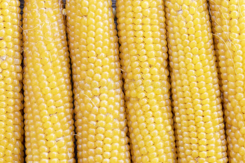 Popcorn on the Cob and Kernels Stock Image - Image of kernels, kernel ...