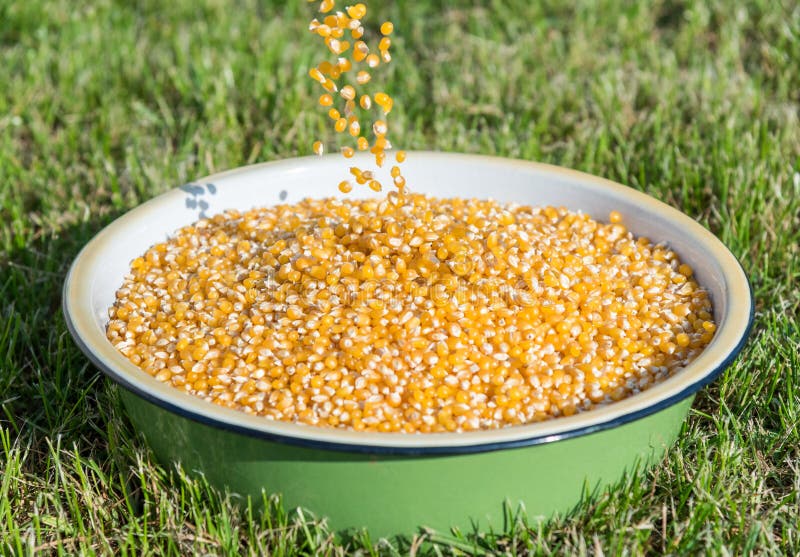 Popcorn Corn Kernels in a Bowl on Grass Stock Image - Image of organic ...