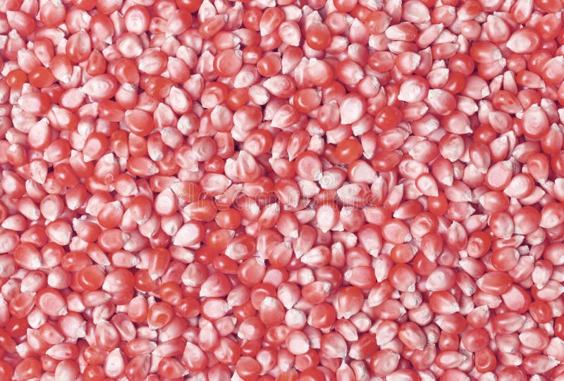 Popcorn corn - Raw grain stock photo. Image of texture - 213704098