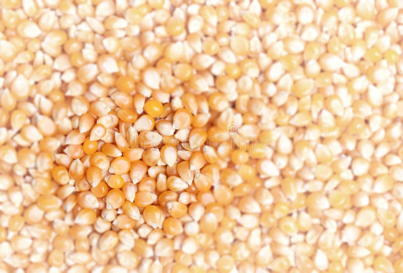 Popcorn corn - Raw grain stock image. Image of background - 230488279