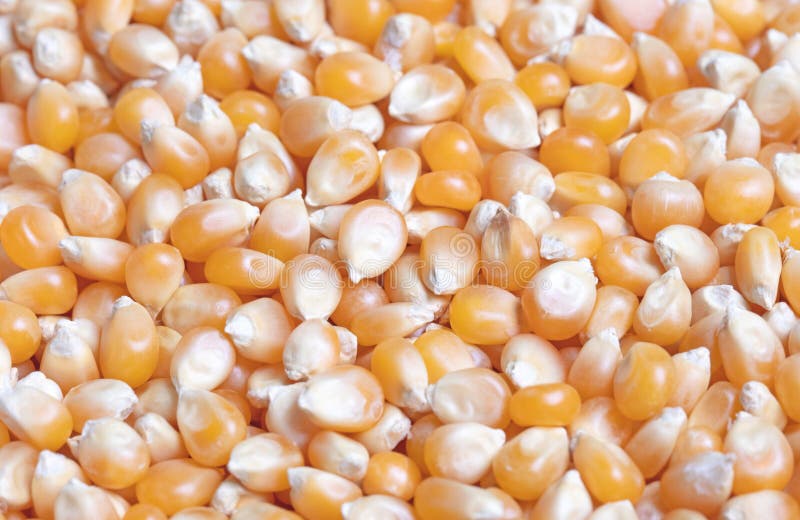 Popcorn corn - Raw grain stock image. Image of grain - 232620749