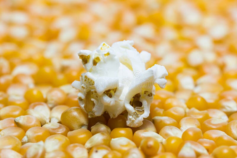 Popcorn on corn seeds stock photo. Image of animals, macro - 38901638