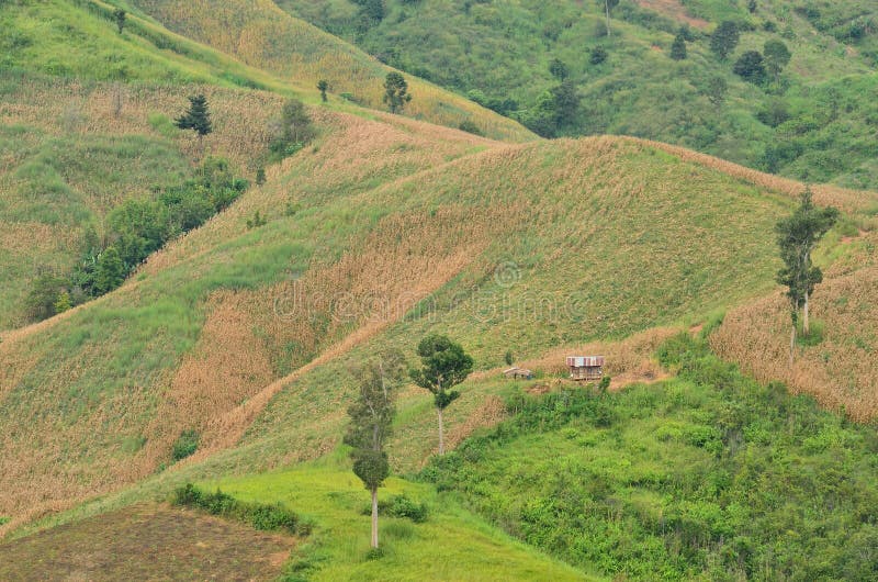 Popcorn field stock photo. Image of hill, greenland, beautiful - 50112218