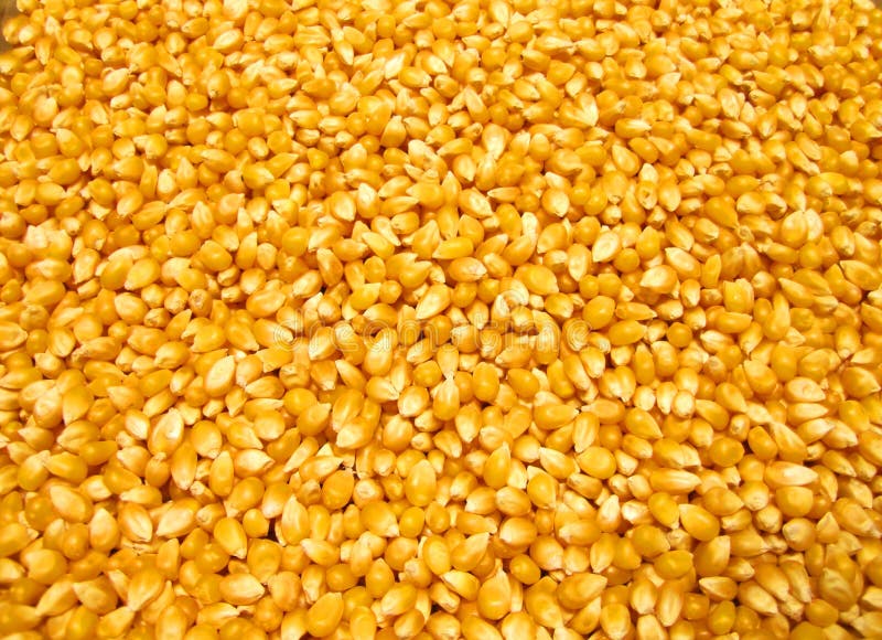 Corn on the cob stock photo. Image of healthy, food, shuck - 189028