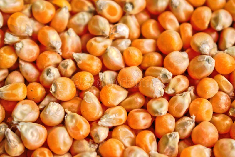 Popcorn Kernels Background stock photo. Image of closeup - 82127718