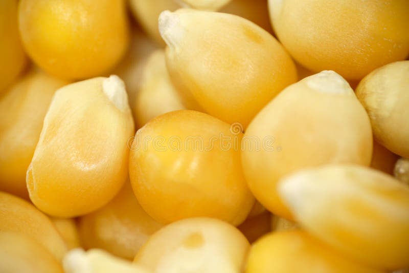 Popcorn Kernels in Extreme Close Up,top View Stock Image - Image of ...