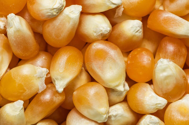 Popcorn Kernels Macro stock image. Image of unpopped - 49383507