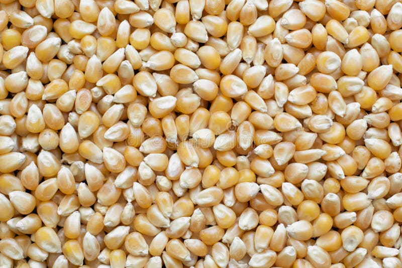 Popcorn Kernels stock photo. Image of seed, popcorn - 254144950