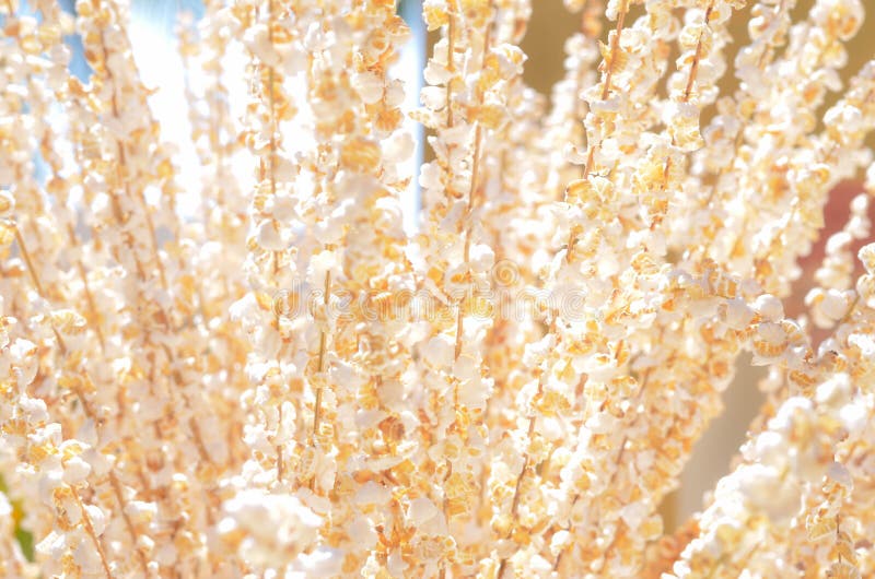 355 Popcorn Line Photos - Free & Royalty-Free Stock Photos from Dreamstime