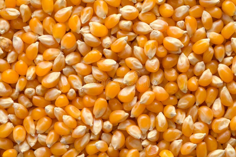 Popcorn Seed Background stock photo. Image of food, popcorn - 255884526