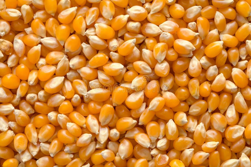 Popcorn Seed Background stock photo. Image of food, popcorn - 255884526