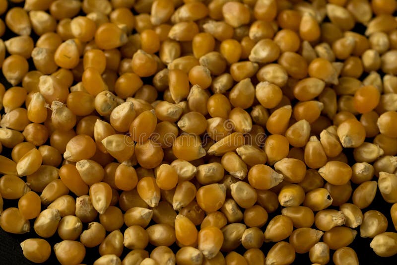 Popcorn Seed Close Up Pattern Macro Stock Image - Image of background ...