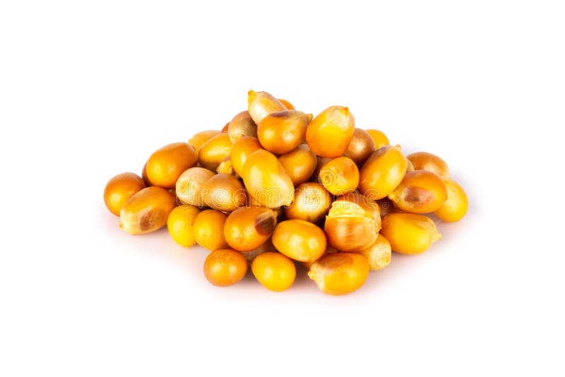 Popcorn Seed Isolated on White Background Stock Image - Image of ...