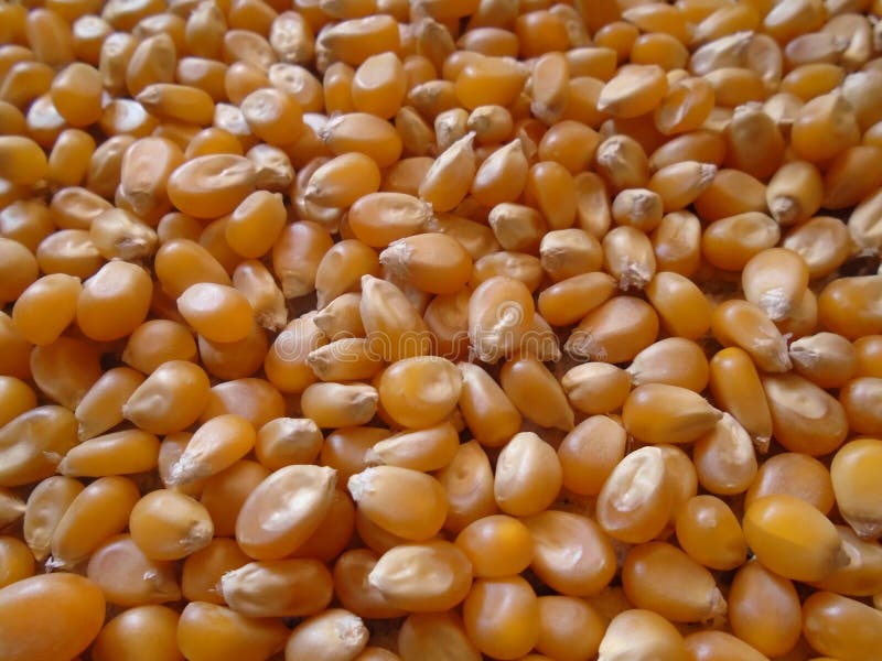 Popcorn seeds bright color stock image. Image of natural - 132235981