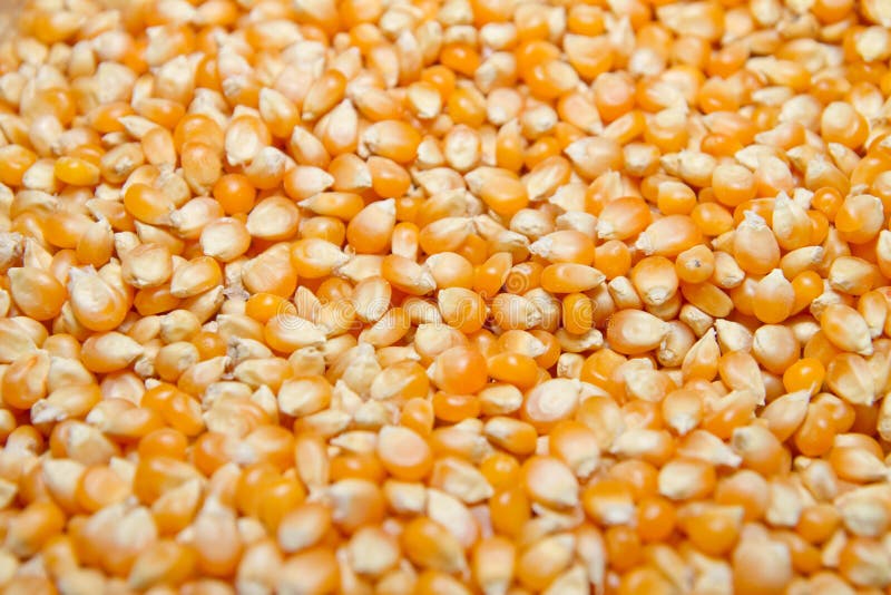 Popcorn seeds stock image. Image of maize, corncob, agriculture - 32754389