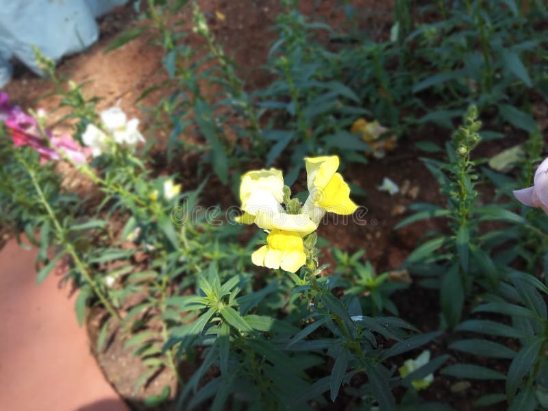 Popcorn flower stock image. Image of additional, structure - 110541367