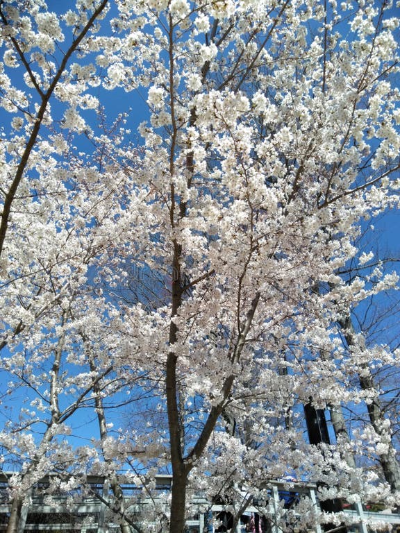 Popcorn stock photo. Image of spring, time, popcorn - 115087042