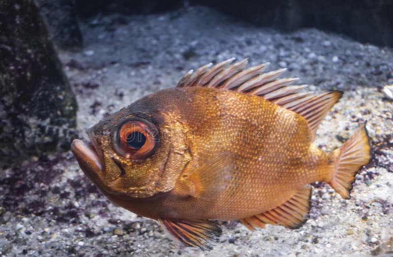 423 Spiky Fish Stock Photos - Free & Royalty-Free Stock Photos from ...